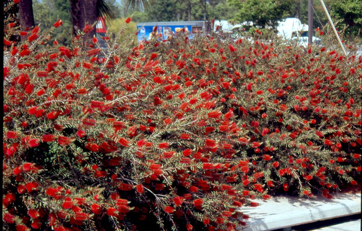 callistemon linearis rigidus