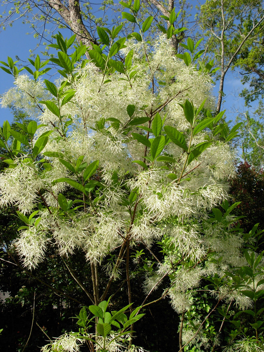 greybeard shrub