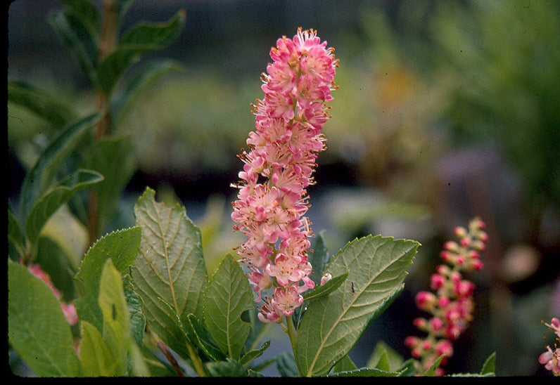clethra alnifolia ruby spice