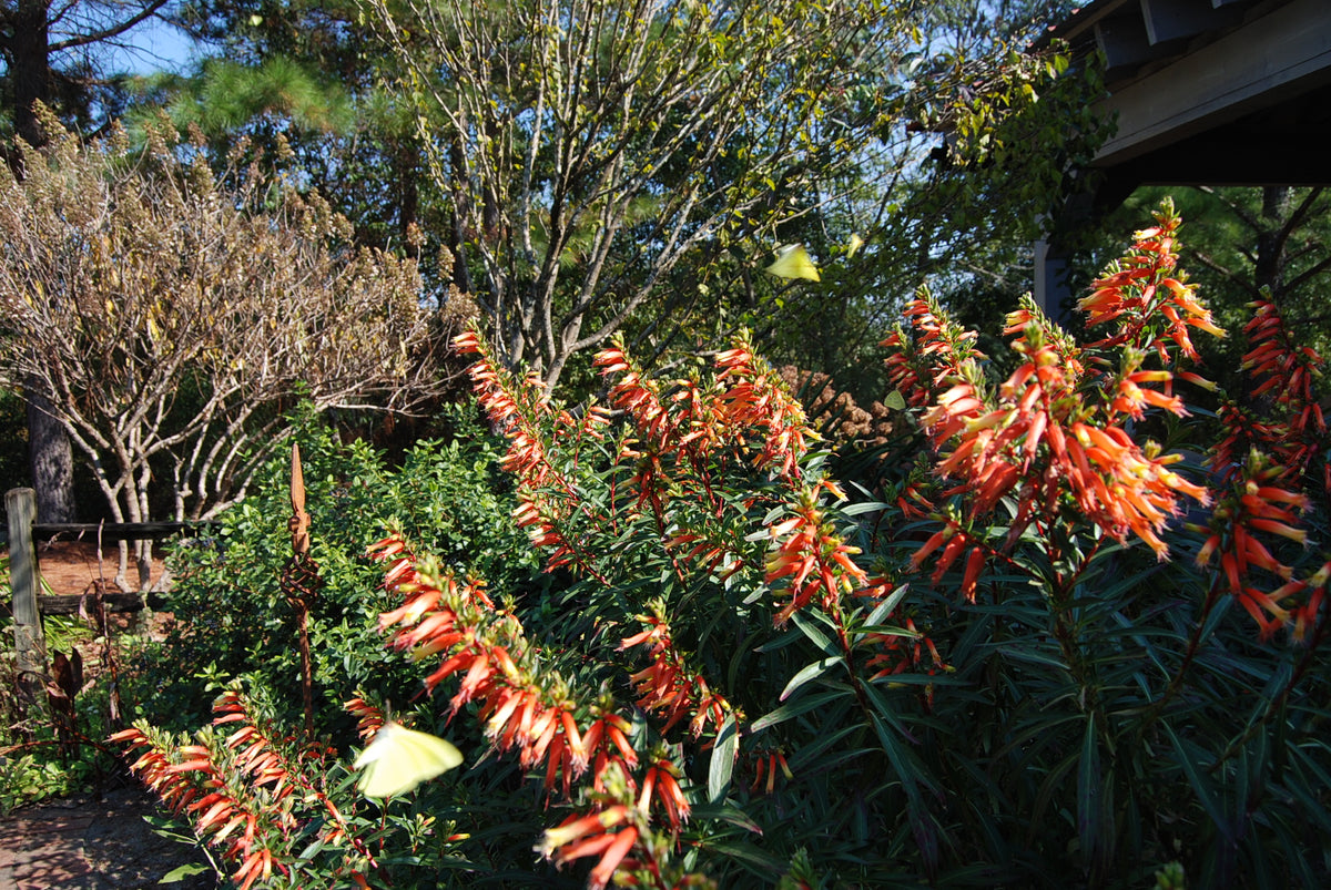 Cuphea micropetala – Nurseries Caroliniana