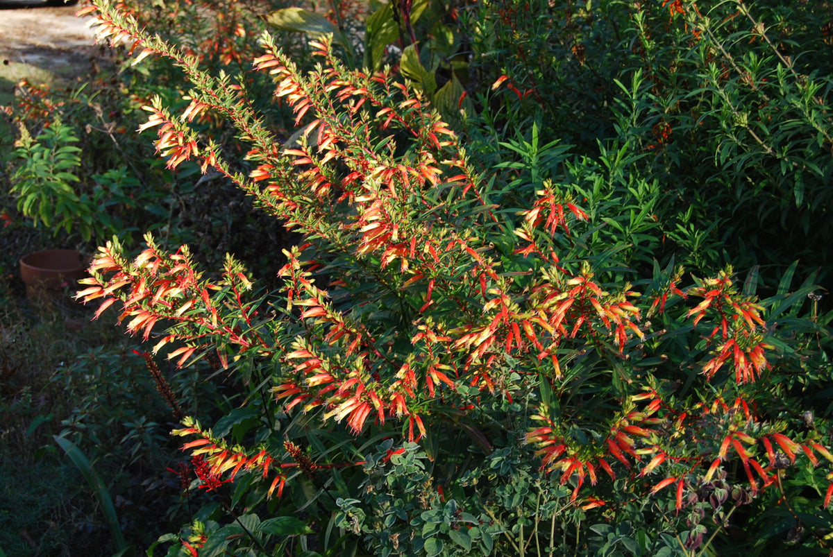 Cuphea micropetala – Nurseries Caroliniana