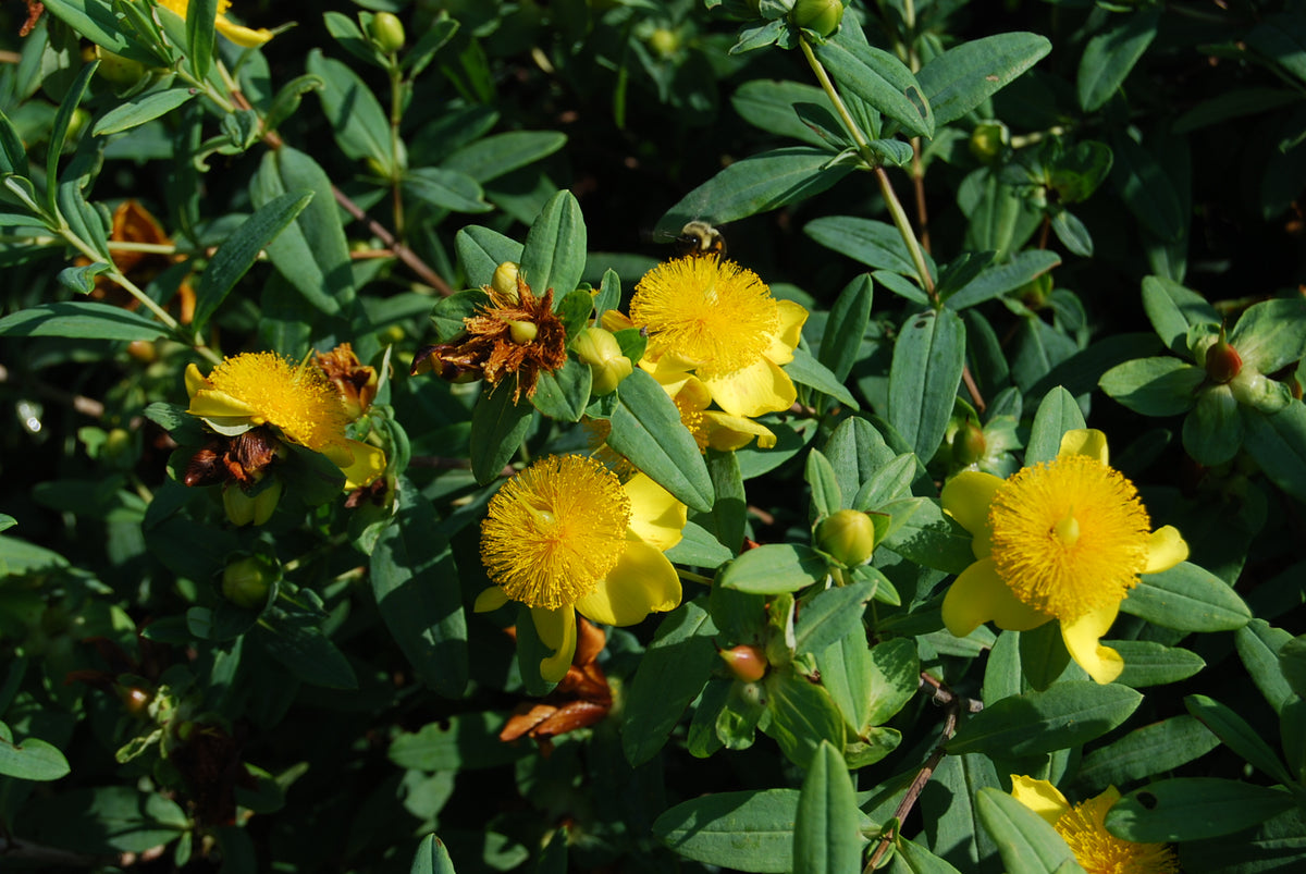 hypericum frondosum native range