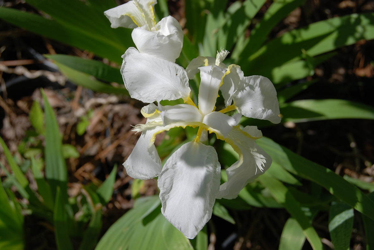 iris flower white