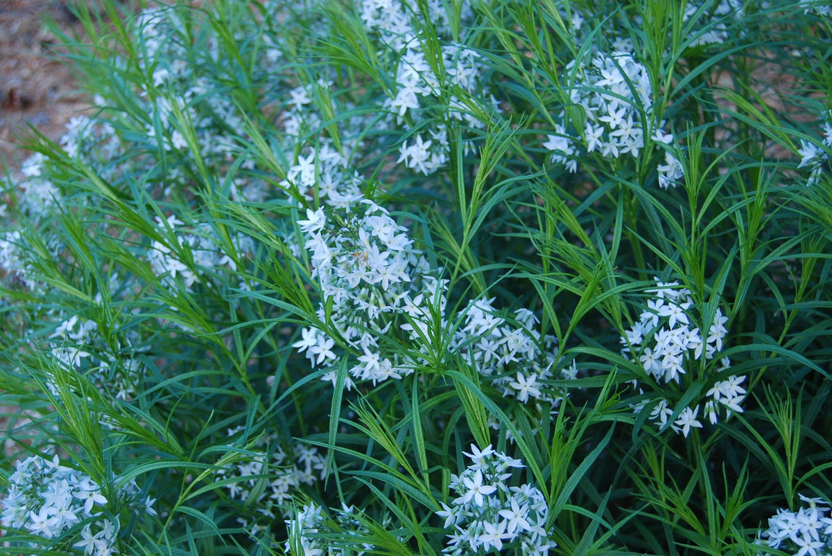 Amsonia hubrichtii – Nurseries Caroliniana