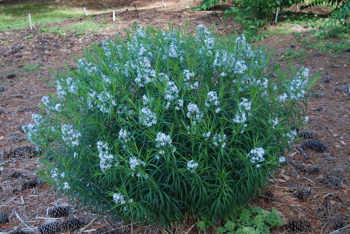 Amsonia hubrichtii – Nurseries Caroliniana