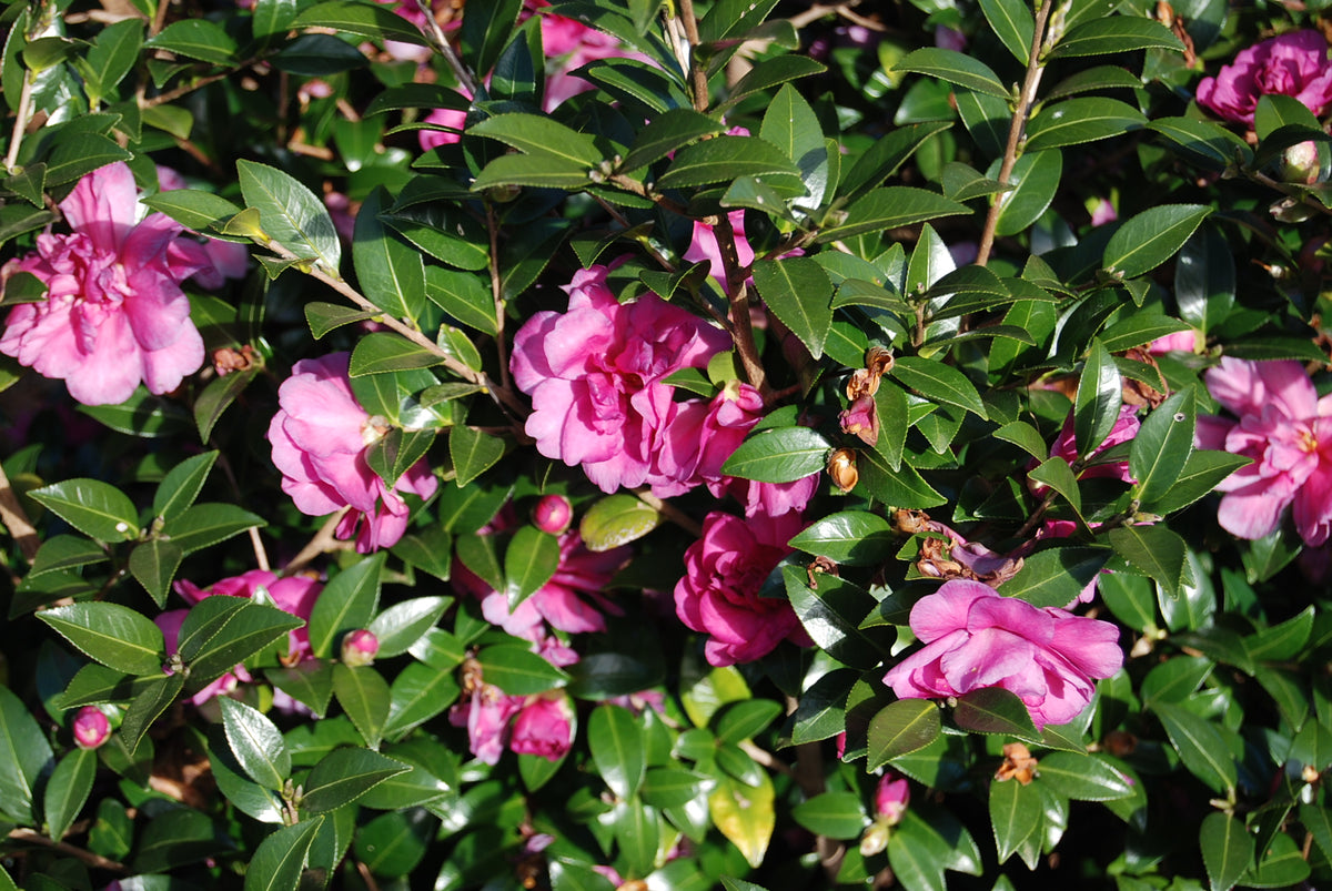Camellia sasanqua 'Chansonette' – Nurseries Caroliniana