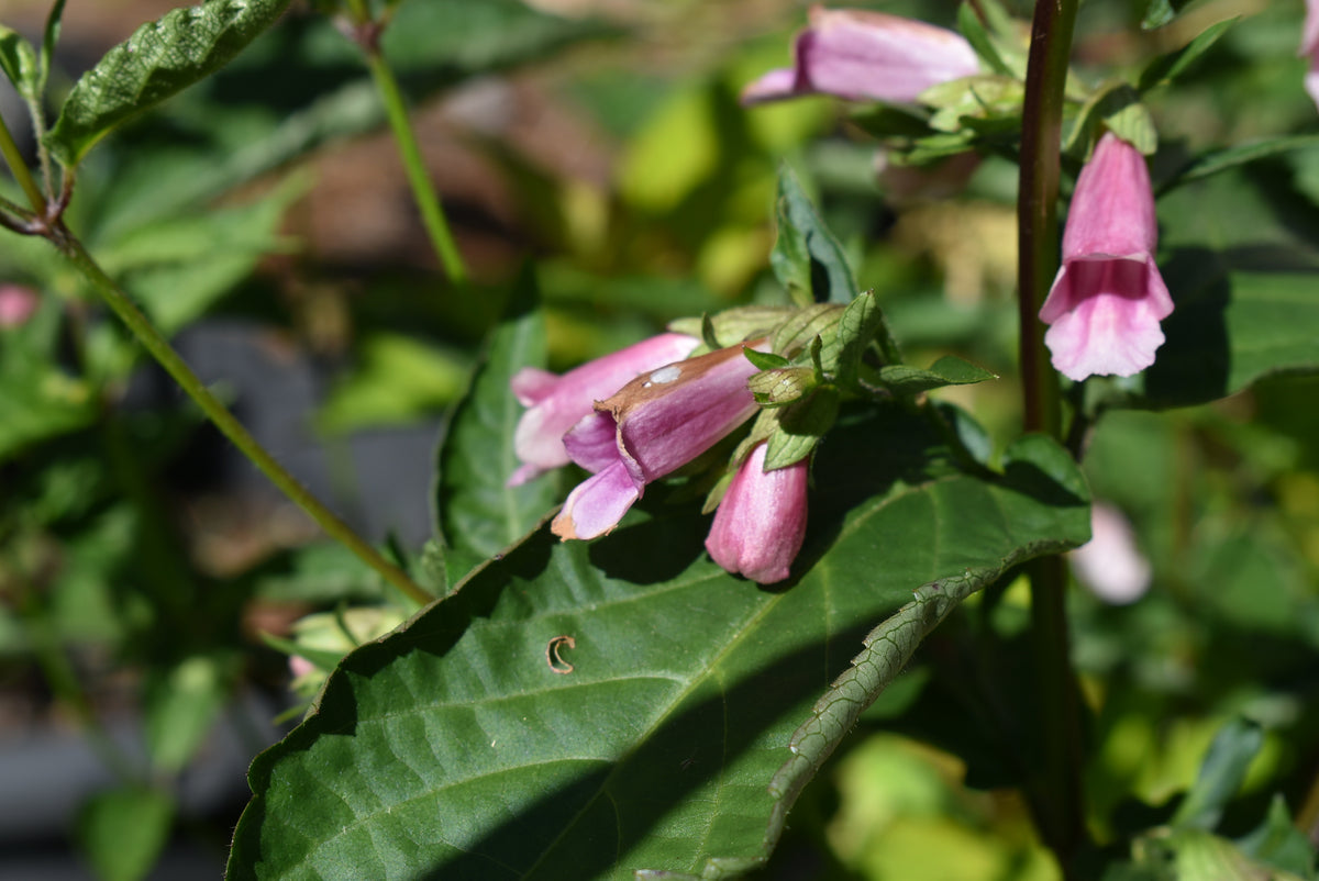 Chelonopsis 'Stonewall Pink' – Nurseries Caroliniana