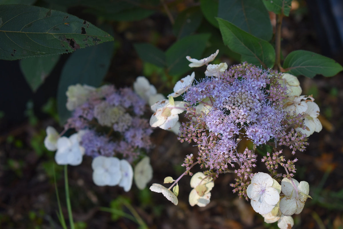 Hydrangea aspera 'Koki' – Nurseries Caroliniana