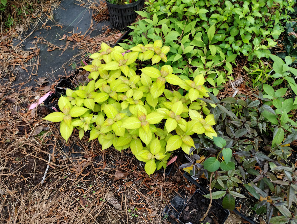 Hydrangea serrata 'Mountain Mania' – Nurseries Caroliniana