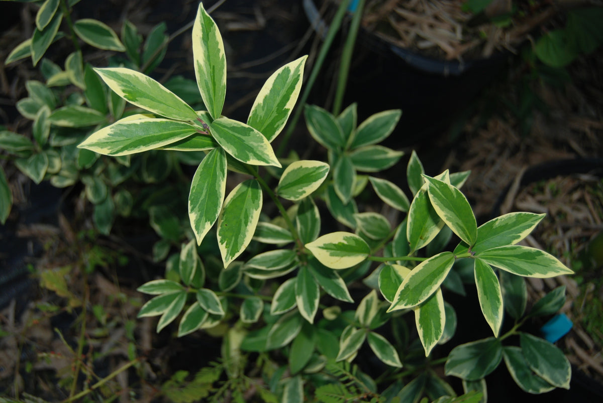 Ilex integra 'Green Shadow' – Nurseries Caroliniana