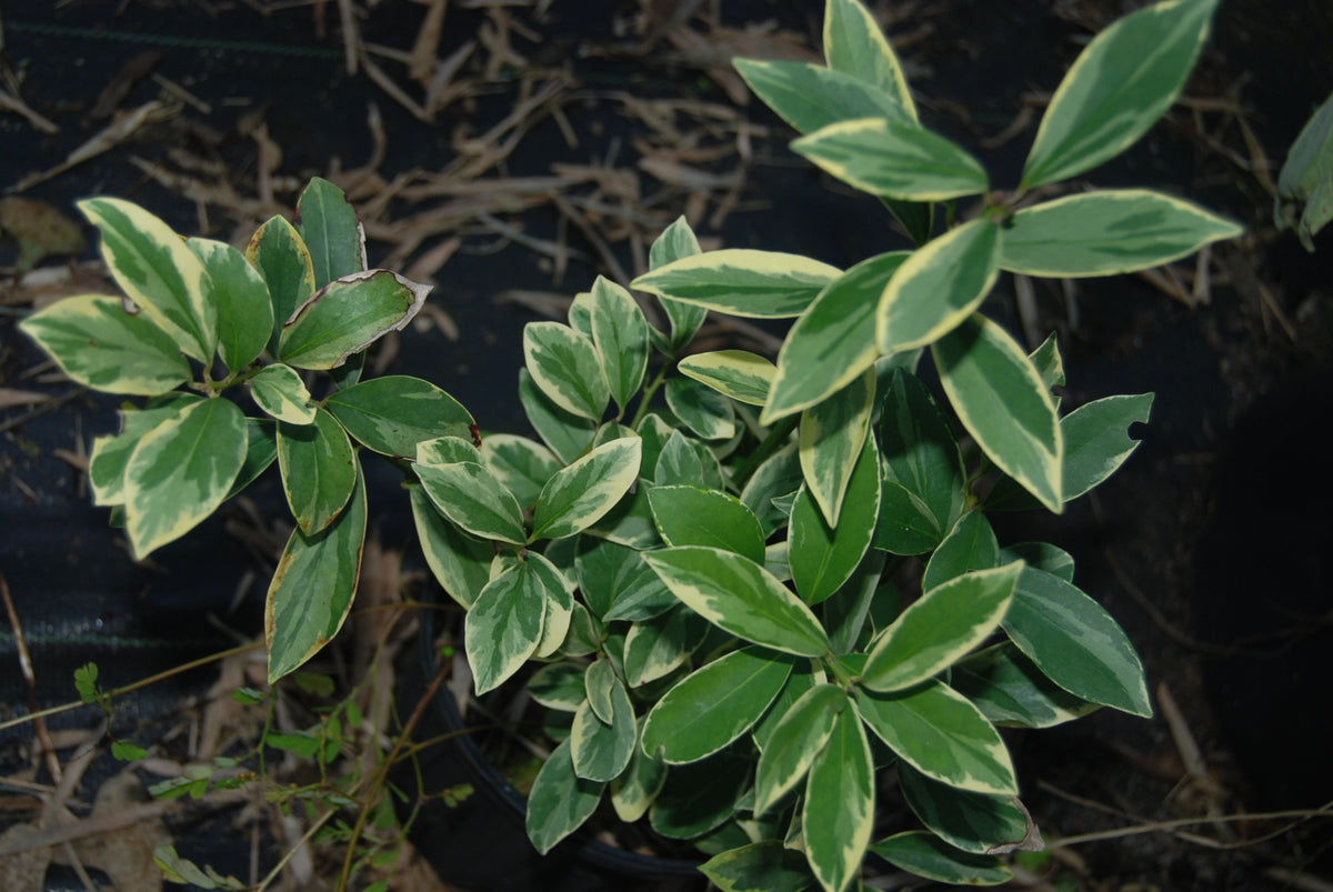 Ilex integra 'Green Shadow' – Nurseries Caroliniana