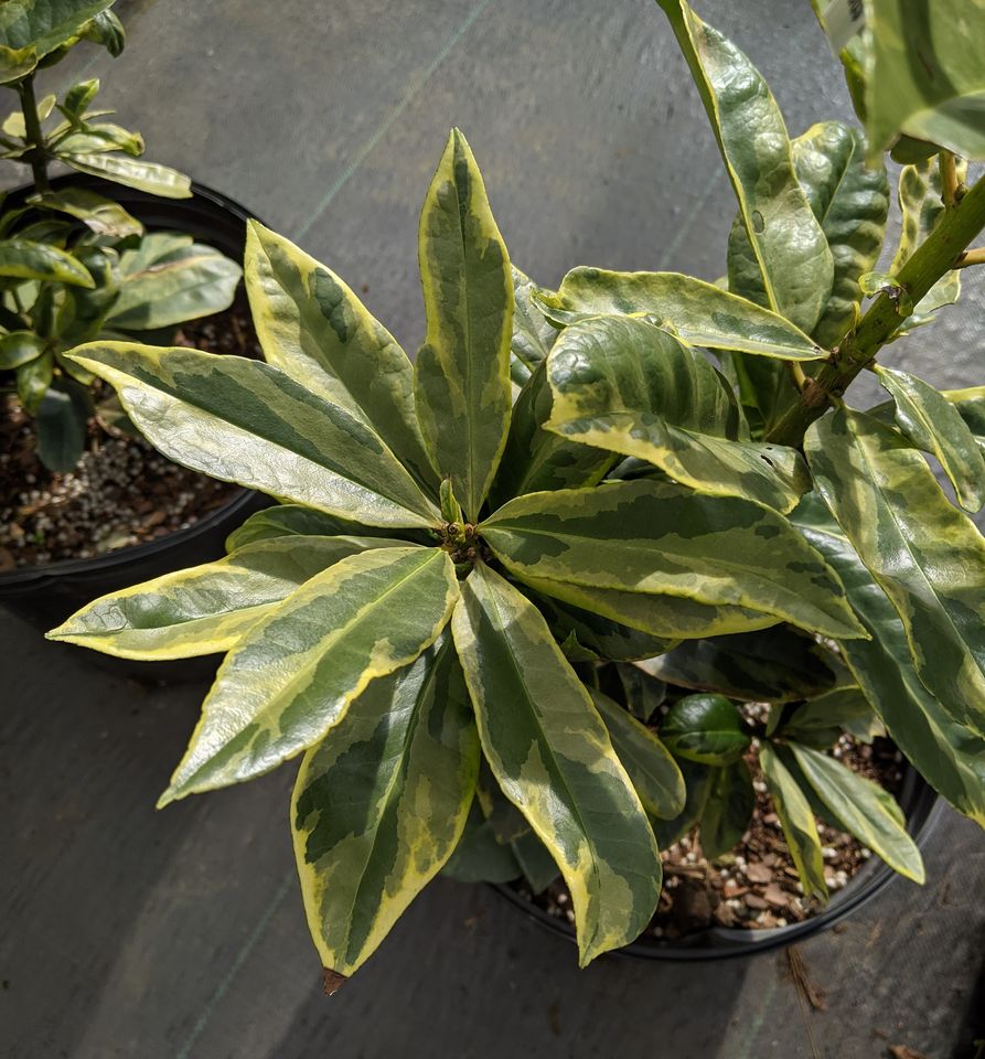 Ilex latifolia 'Snow Flash' – Nurseries Caroliniana