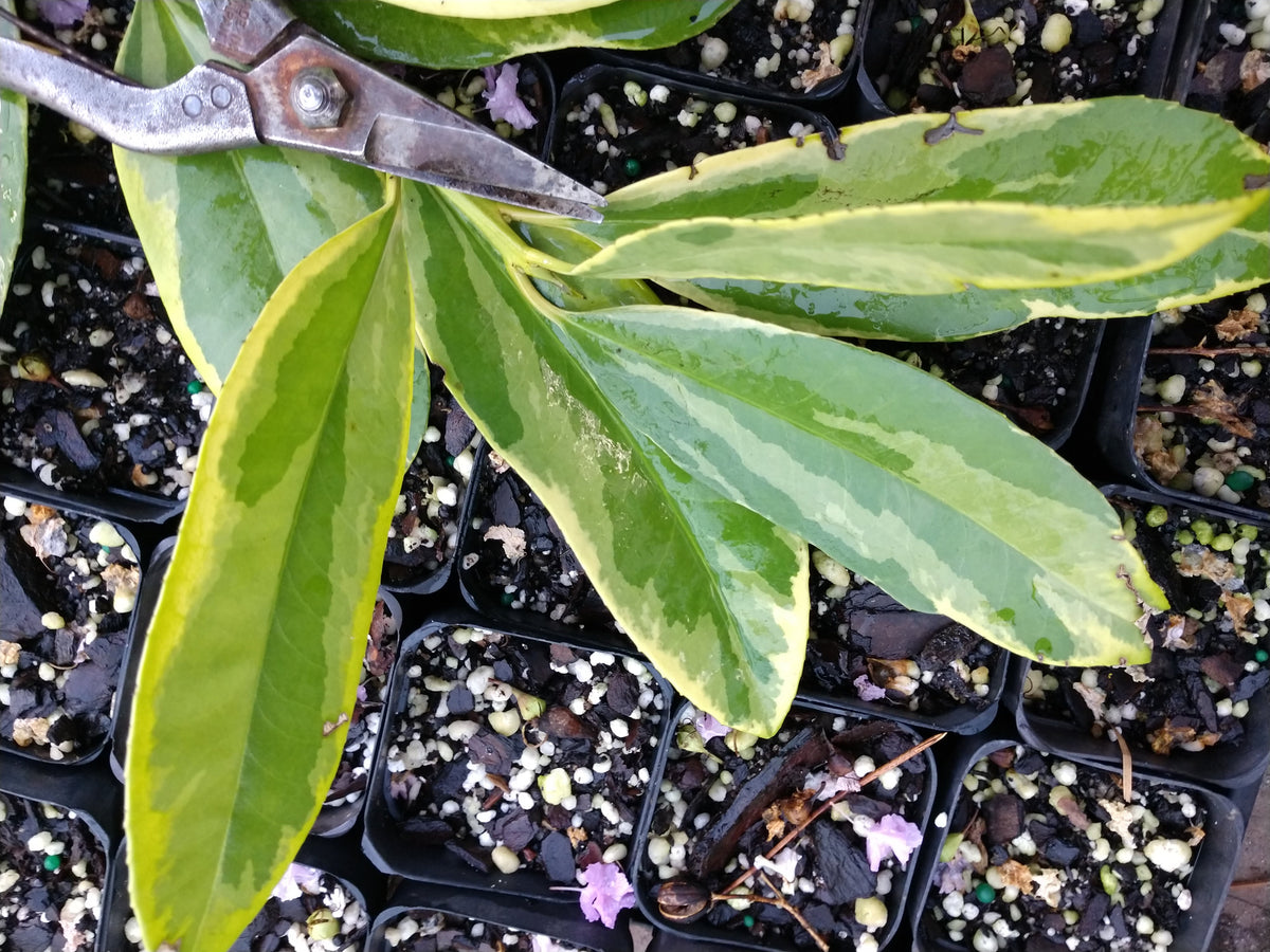 Ilex latifolia 'Snow Flash' – Nurseries Caroliniana