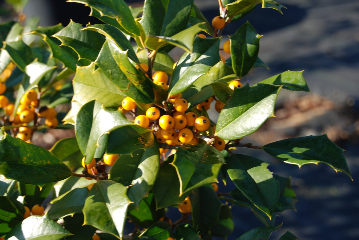 Ilex opaca 'Princeton Gold' – Nurseries Caroliniana