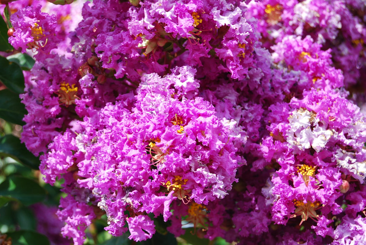 Lagerstroemia indica 'Catawba' – Nurseries Caroliniana Lagerstroemia indica 'Catawba' – Nurseries Caroliniana