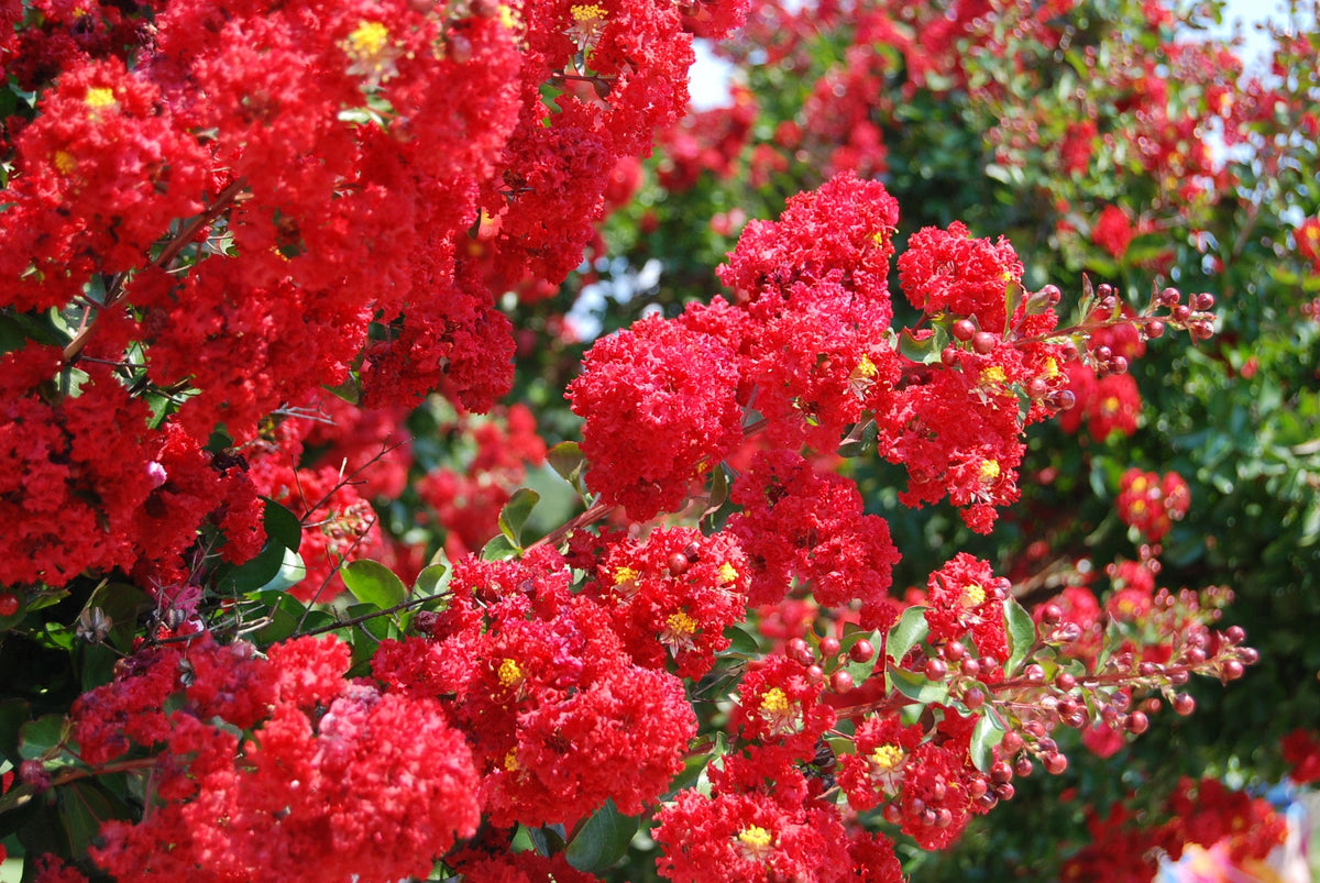Lagerstroemia indica 'Dynamite' – Nurseries Caroliniana