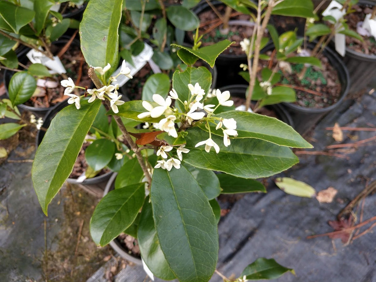 Osmanthus fragrans (Female) – Nurseries Caroliniana