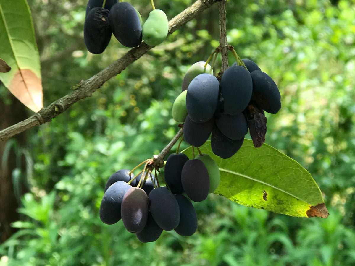 Osmanthus fragrans (Female) – Nurseries Caroliniana