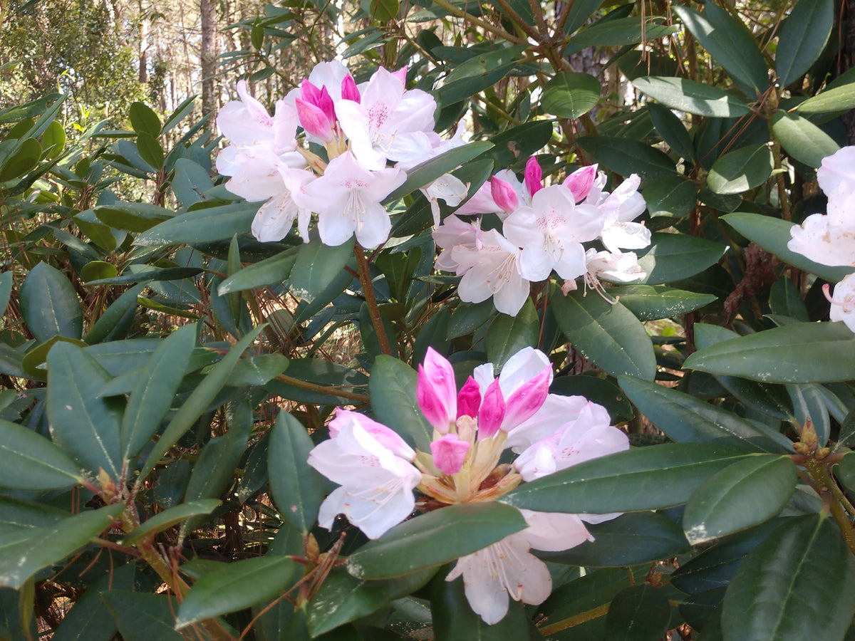 Rhododendron 'Charles Loomis' – Nurseries Caroliniana