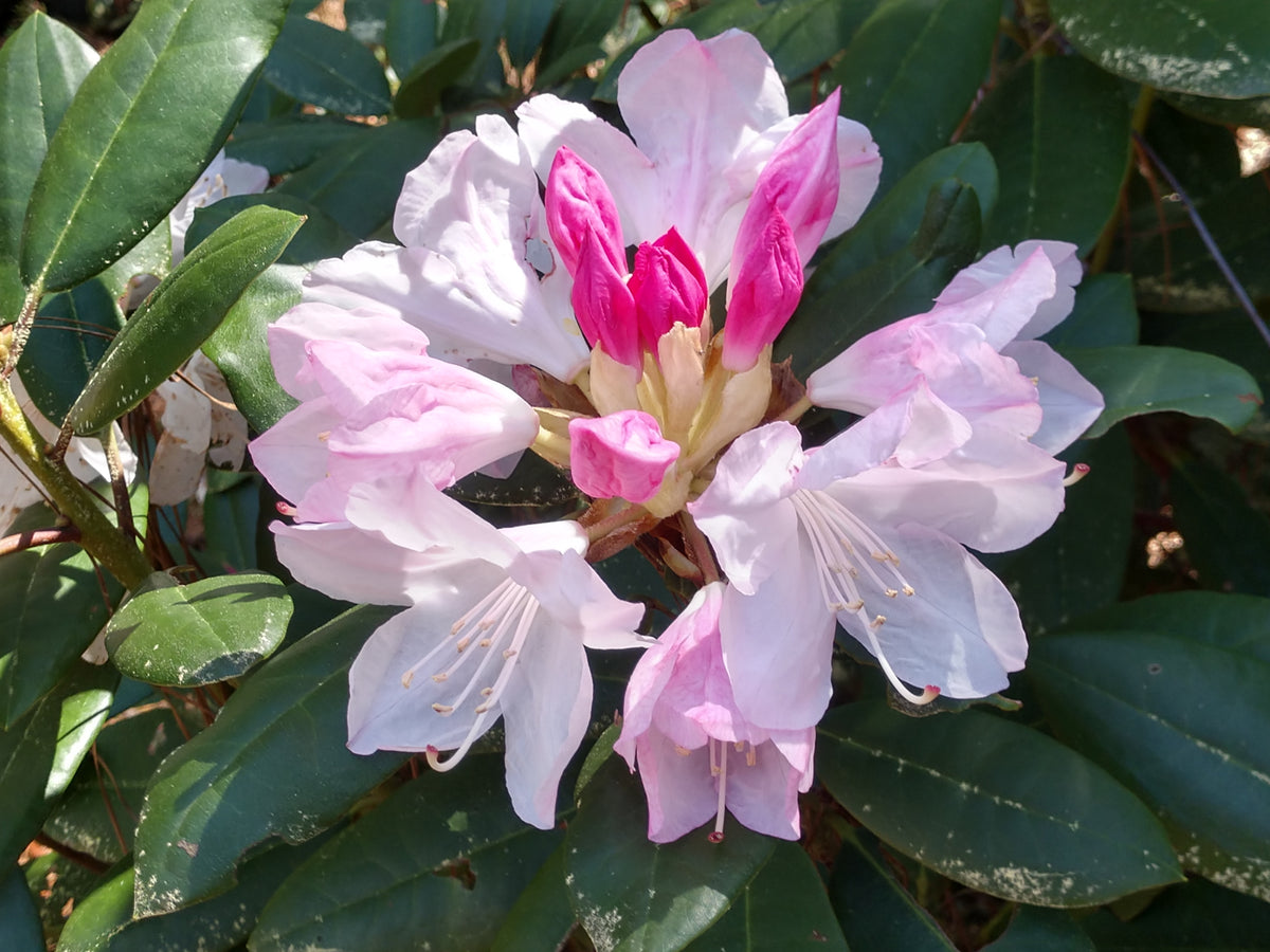 Rhododendron 'Charles Loomis' – Nurseries Caroliniana