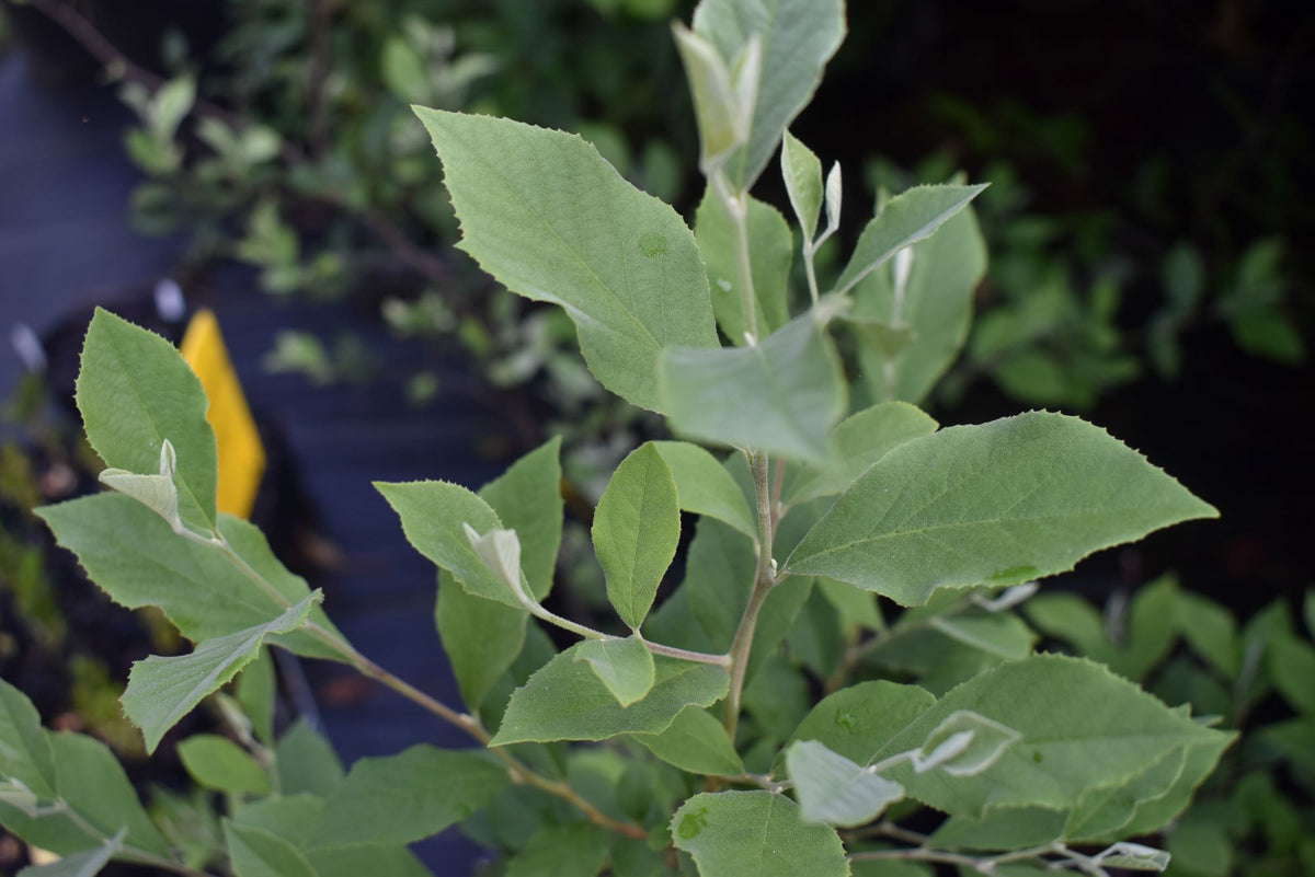 Styrax americanus var. pulverulenta 'Baby Blue' – Nurseries Caroliniana