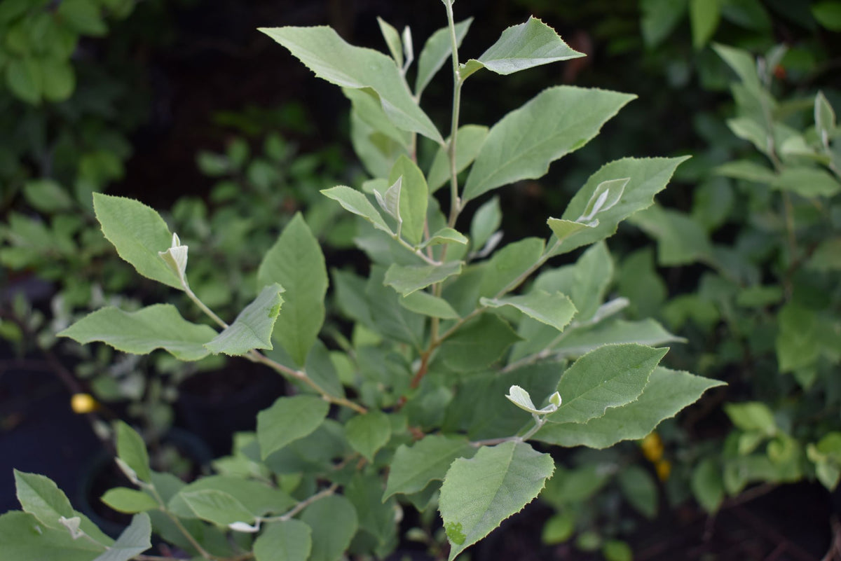 Styrax americanus var. pulverulenta 'Baby Blue' – Nurseries Caroliniana