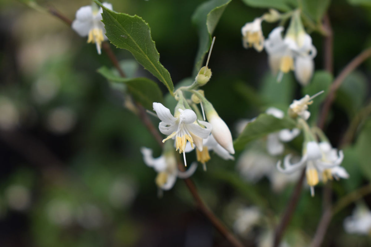 Styrax americanus var. pulverulenta 'Baby Blue' – Nurseries Caroliniana