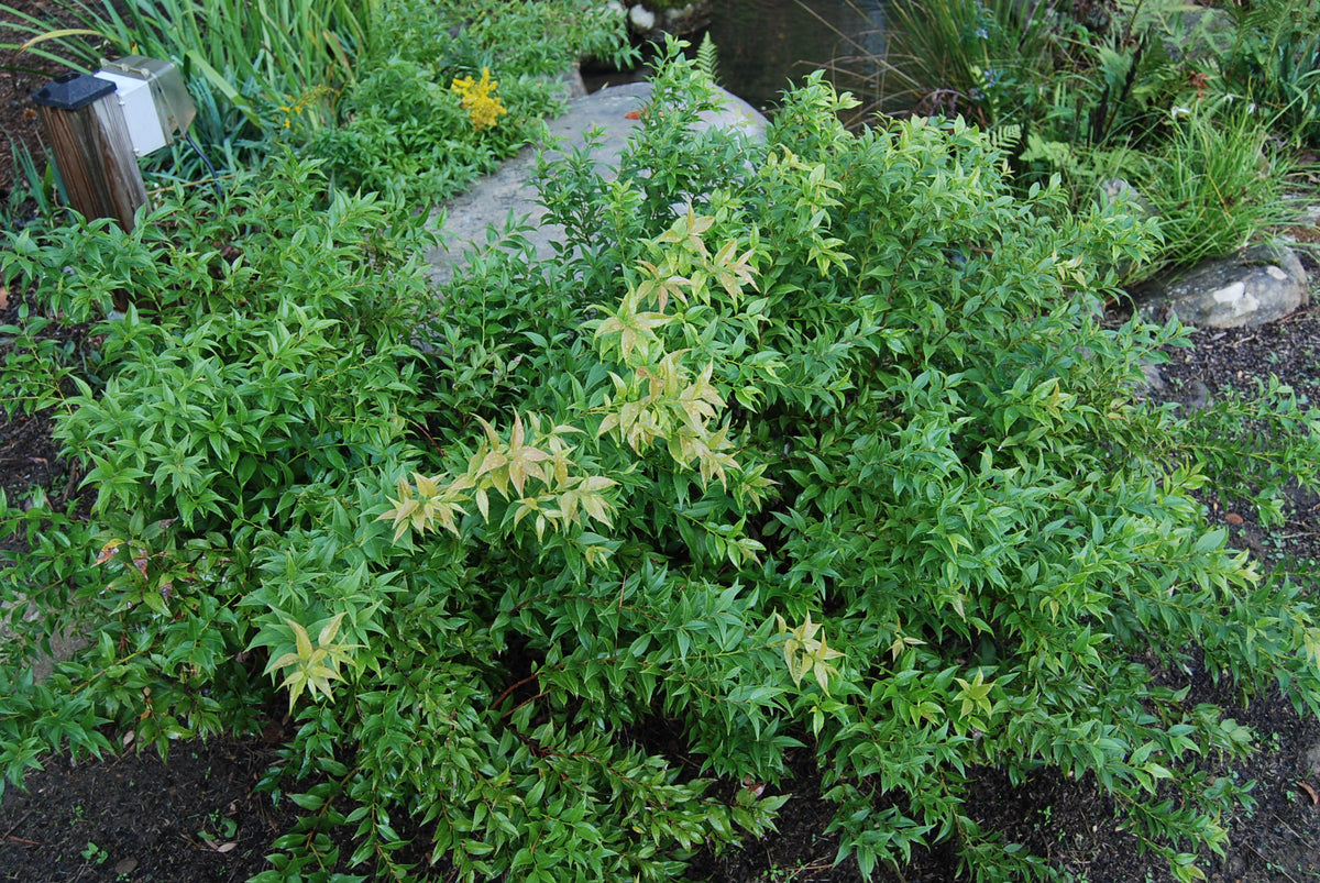 Agarista populifolia 'Taylor's Treasure' – Nurseries Caroliniana