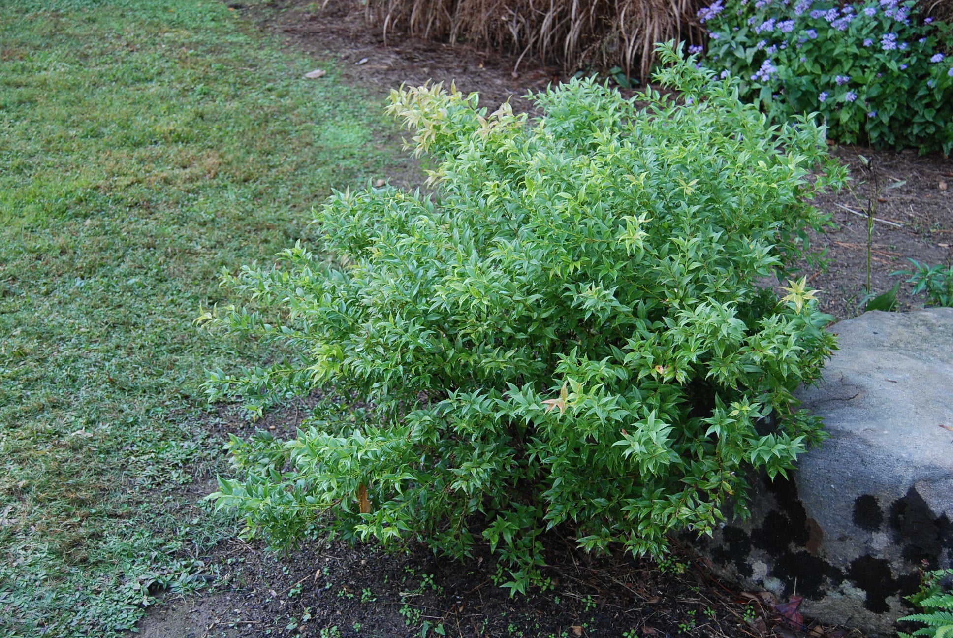 Agarista populifolia 'Taylor's Treasure' – Nurseries Caroliniana