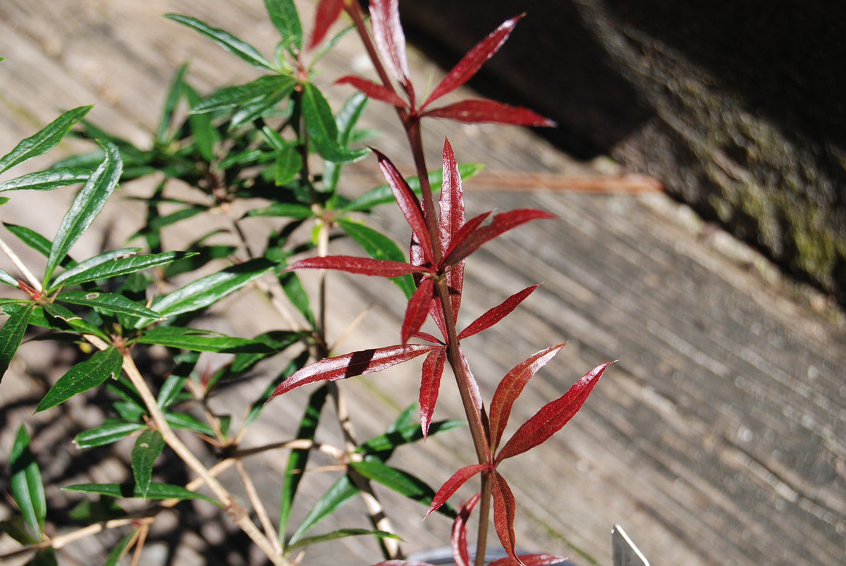 Berberis replicata – Nurseries Caroliniana