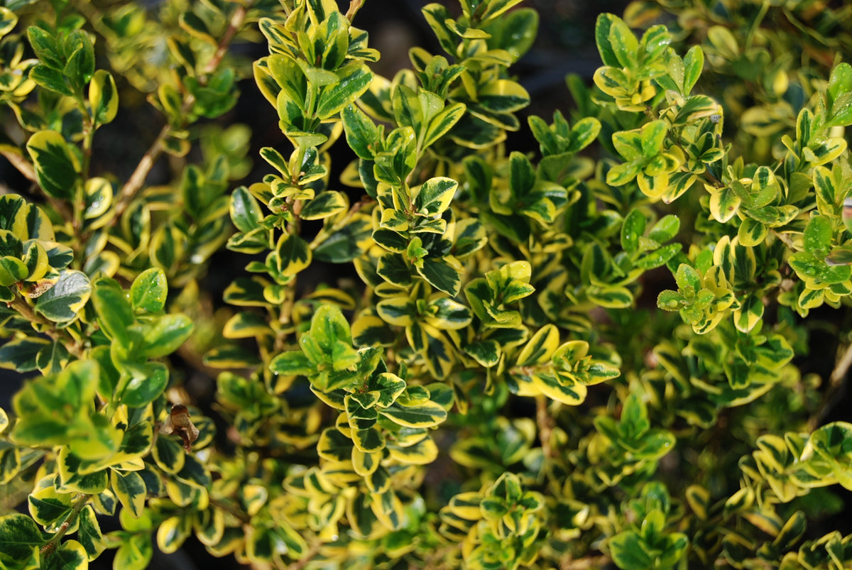 Buxus microphylla 'Sunburst' – Nurseries Caroliniana
