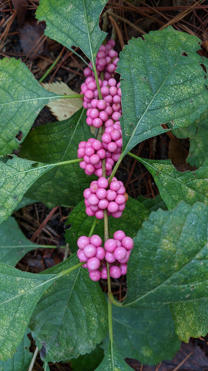 Callicarpa americana 'Sugarloaf Pink' – Nurseries Caroliniana