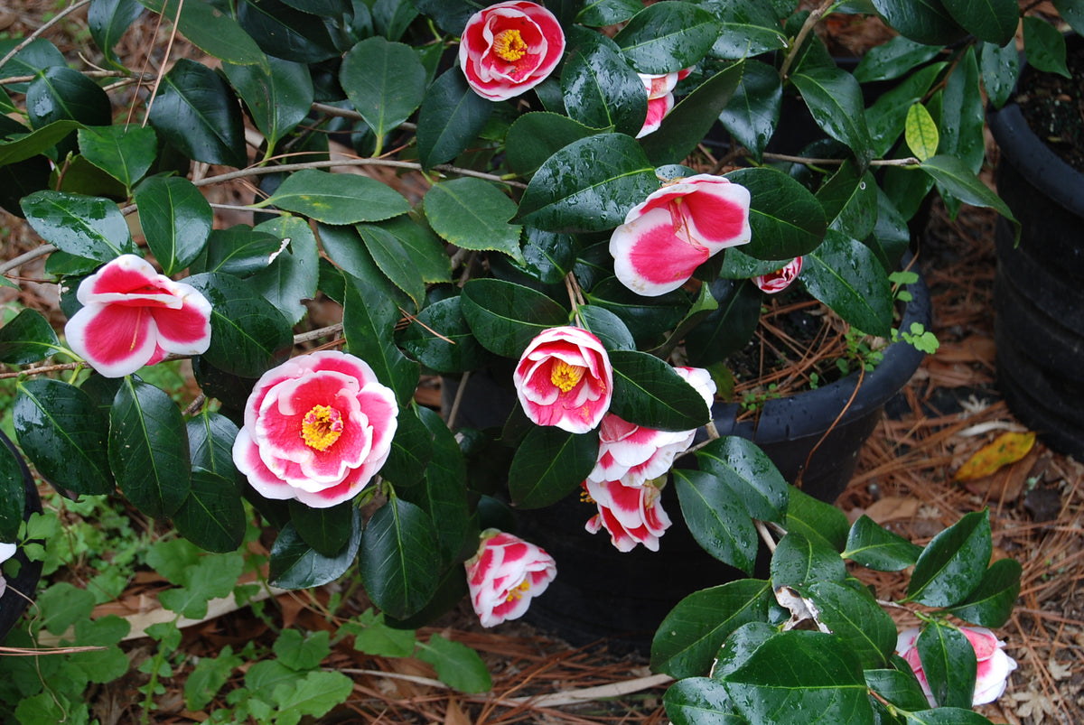 Camellia japonica 'Tama Nouveau' – Nurseries Caroliniana