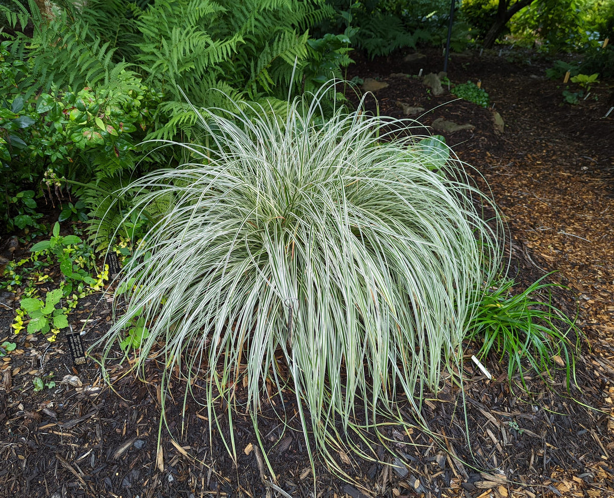 Carex 'Feather Falls' PP# 25,199 – Nurseries Caroliniana