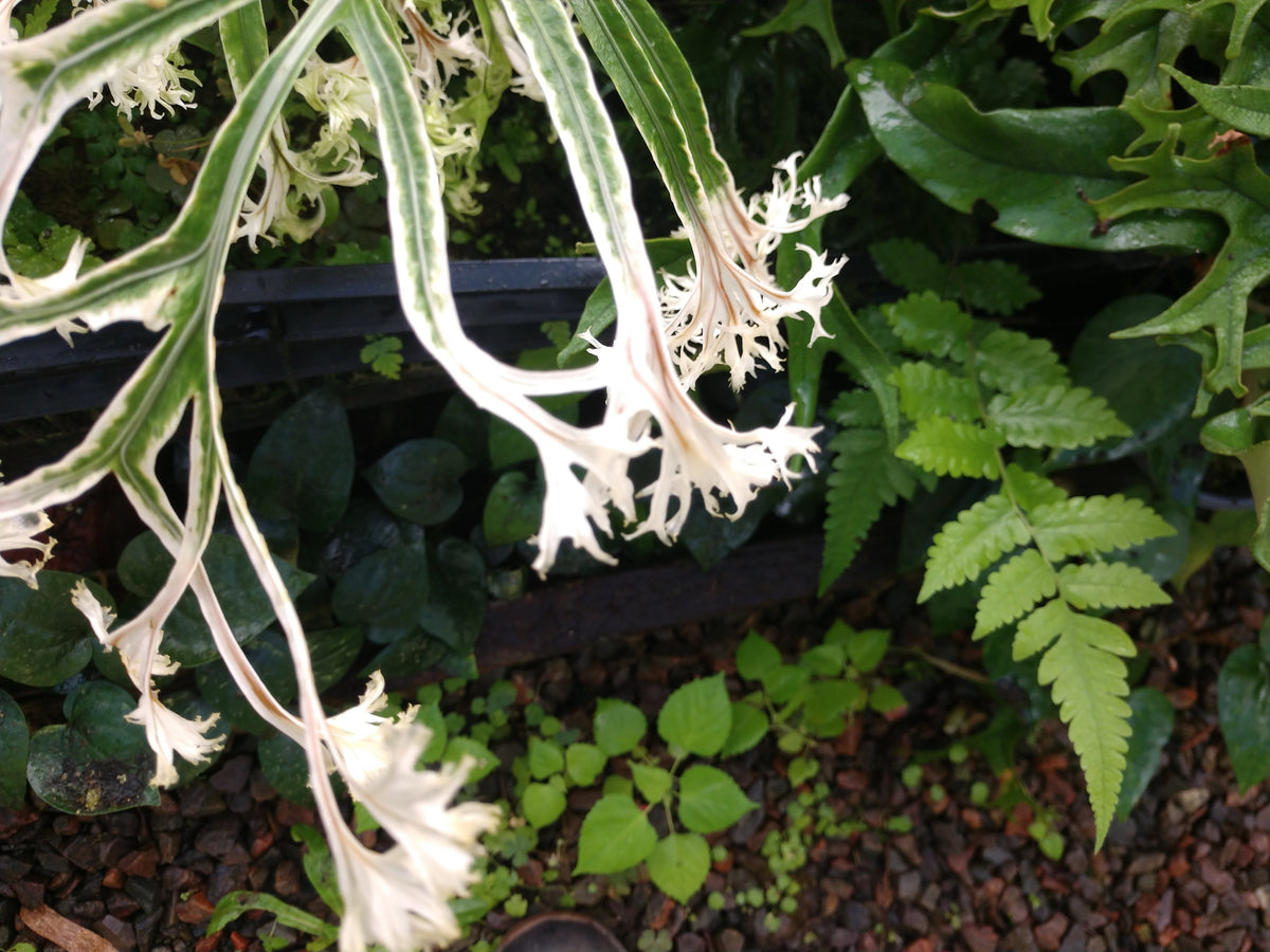 Leptochilus ellipticus 'Hakusainami' – Nurseries Caroliniana
