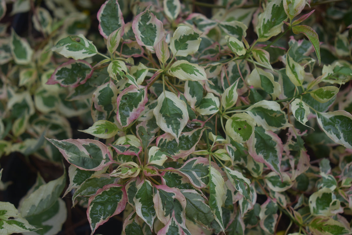 Cornus alternifolia 'Argentea' – Nurseries Caroliniana