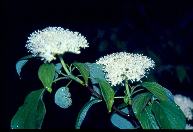 Cornus alternifolia 'Argentea' – Nurseries Caroliniana