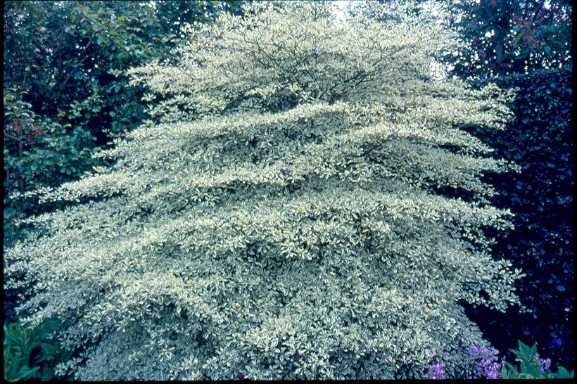Cornus alternifolia 'Argentea' – Nurseries Caroliniana