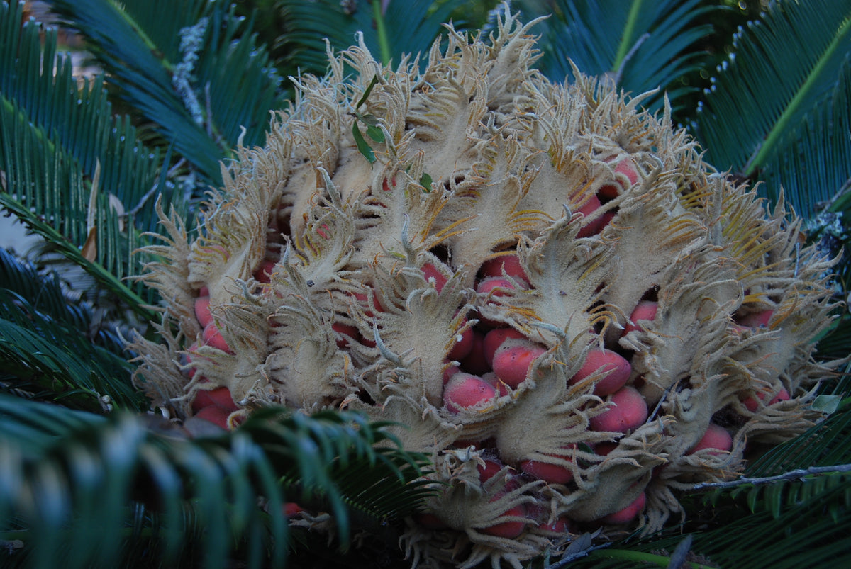 Cycas revoluta – Nurseries Caroliniana