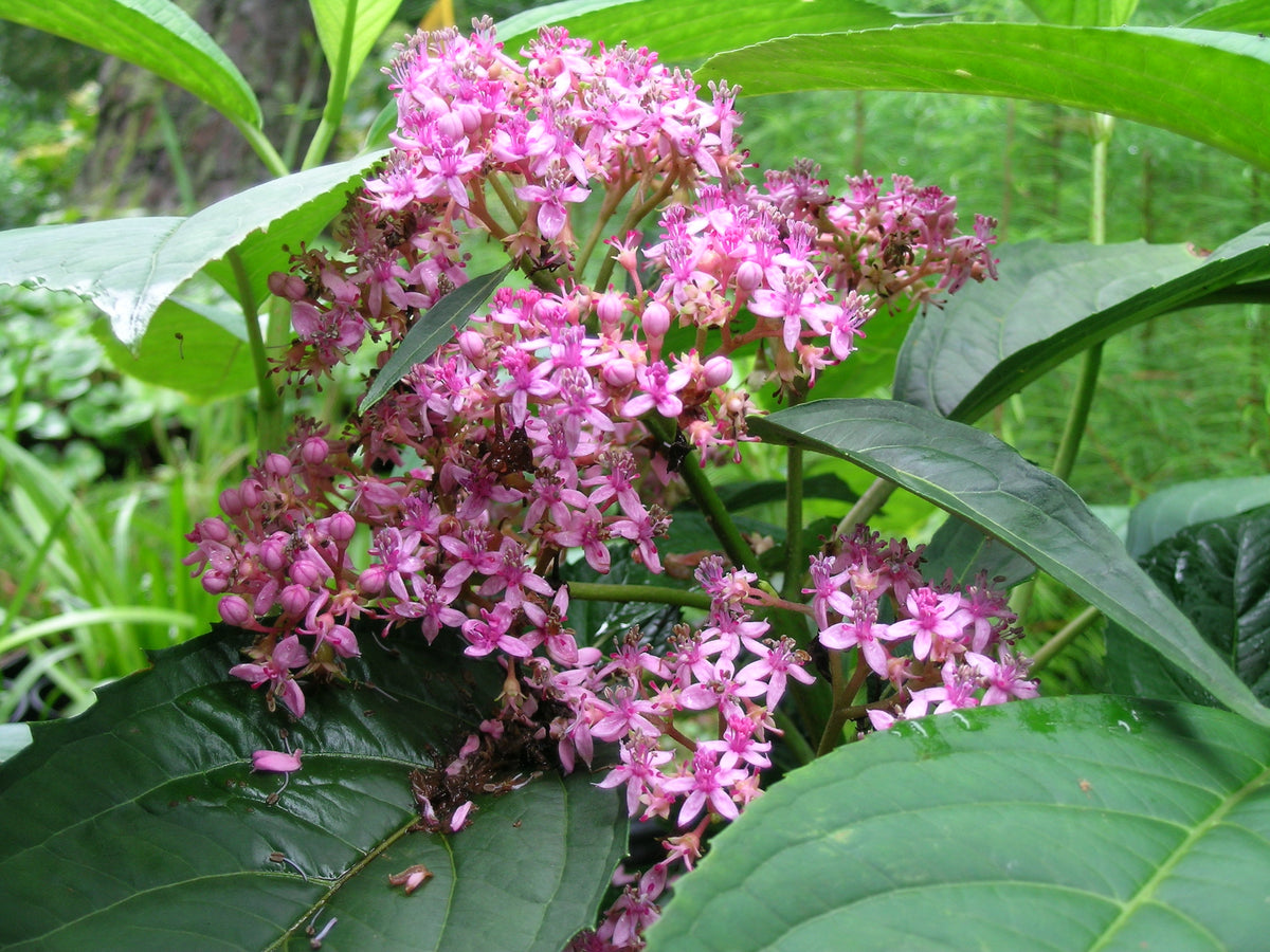 Dichroa versicolor – Nurseries Caroliniana