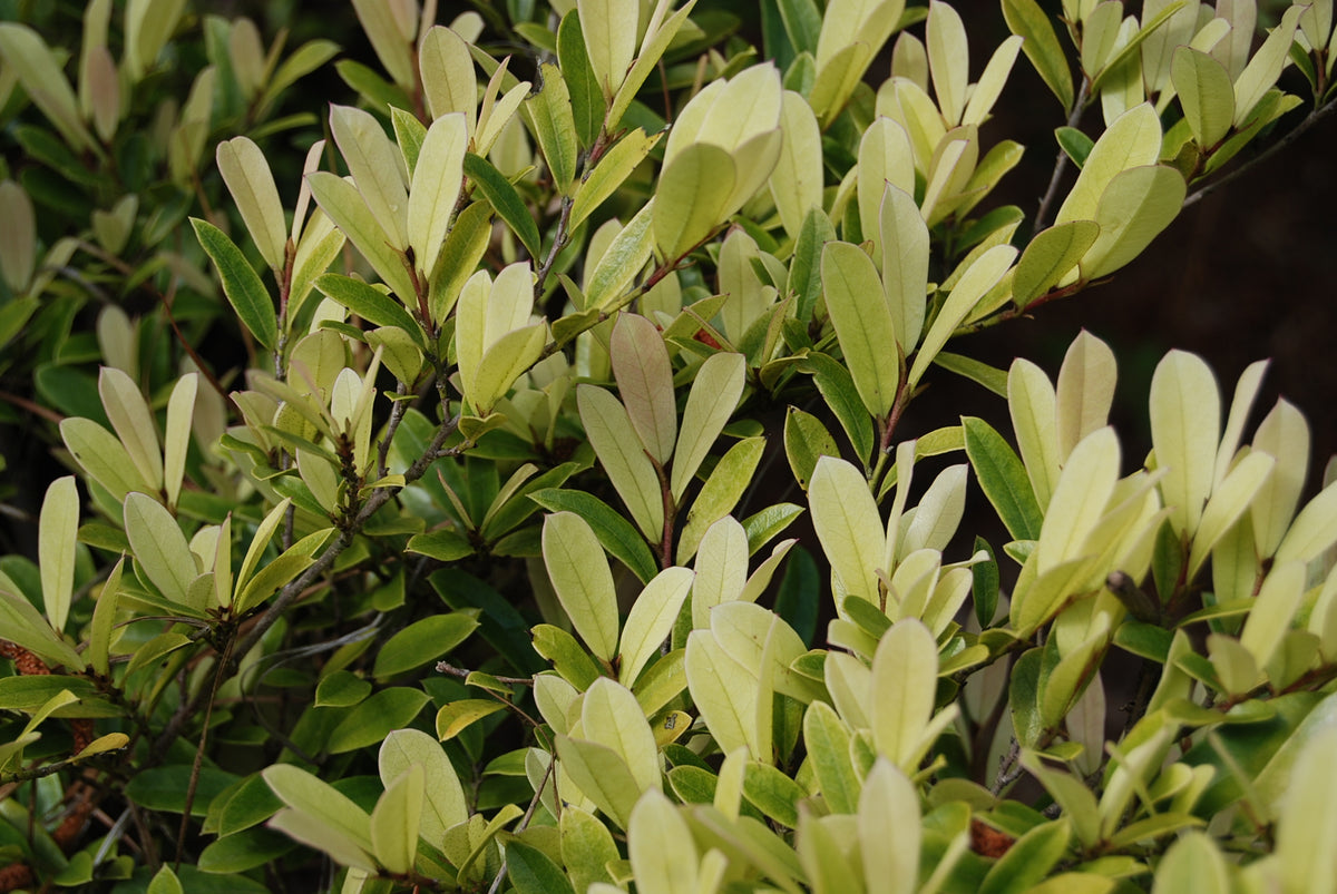 Distylium myricoides 'Spring Frost'™ PPAF – Nurseries Caroliniana
