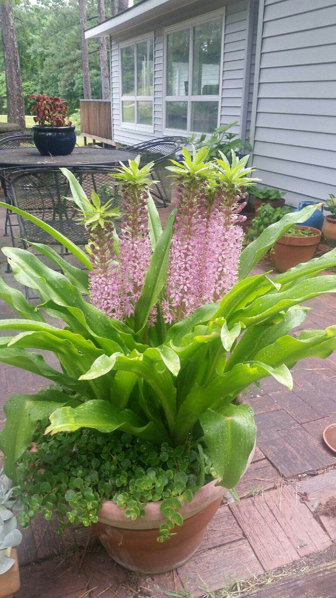 Eucomis 'Reuben' – Nurseries Caroliniana