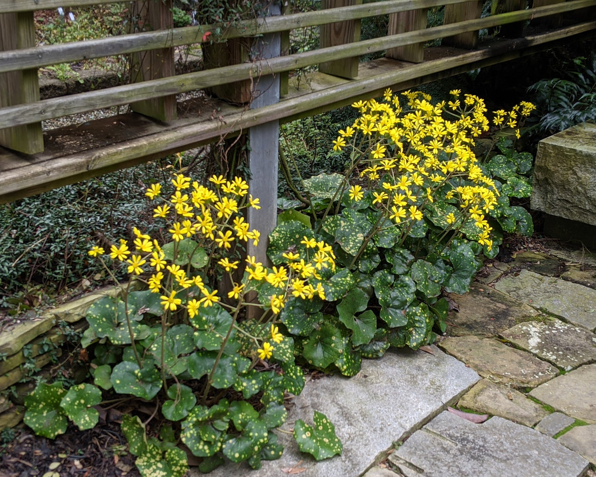 Farfugium japonicum 'Aureomaculata' – Nurseries Caroliniana