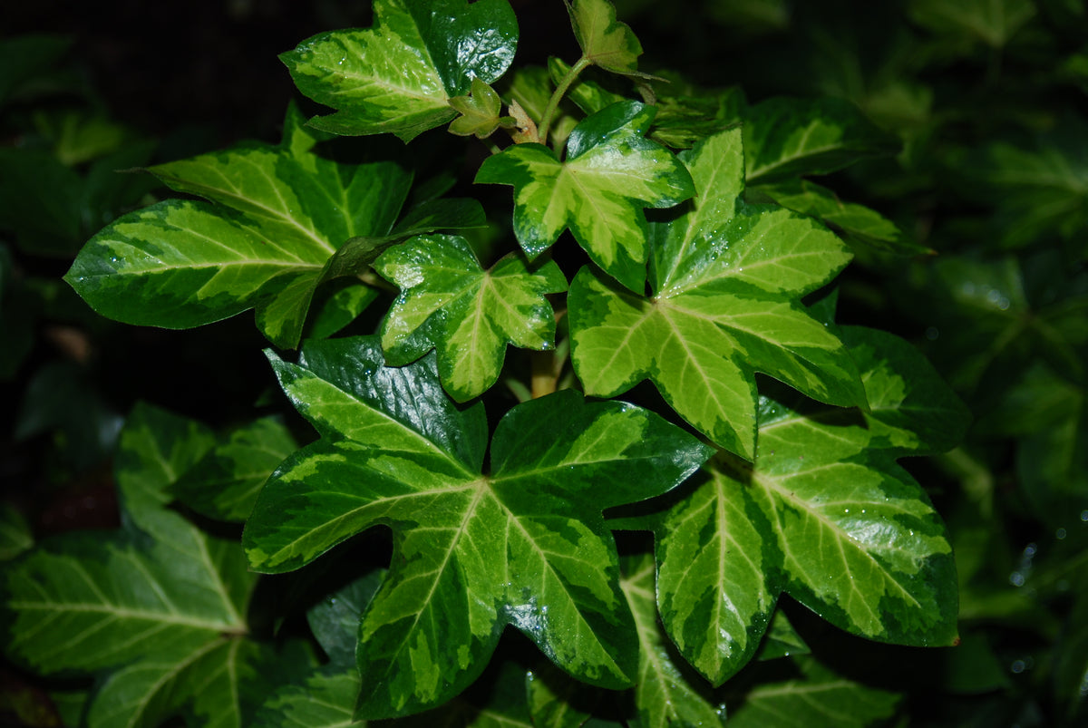 Fatshedera lizei 'Annemieke' – Nurseries Caroliniana