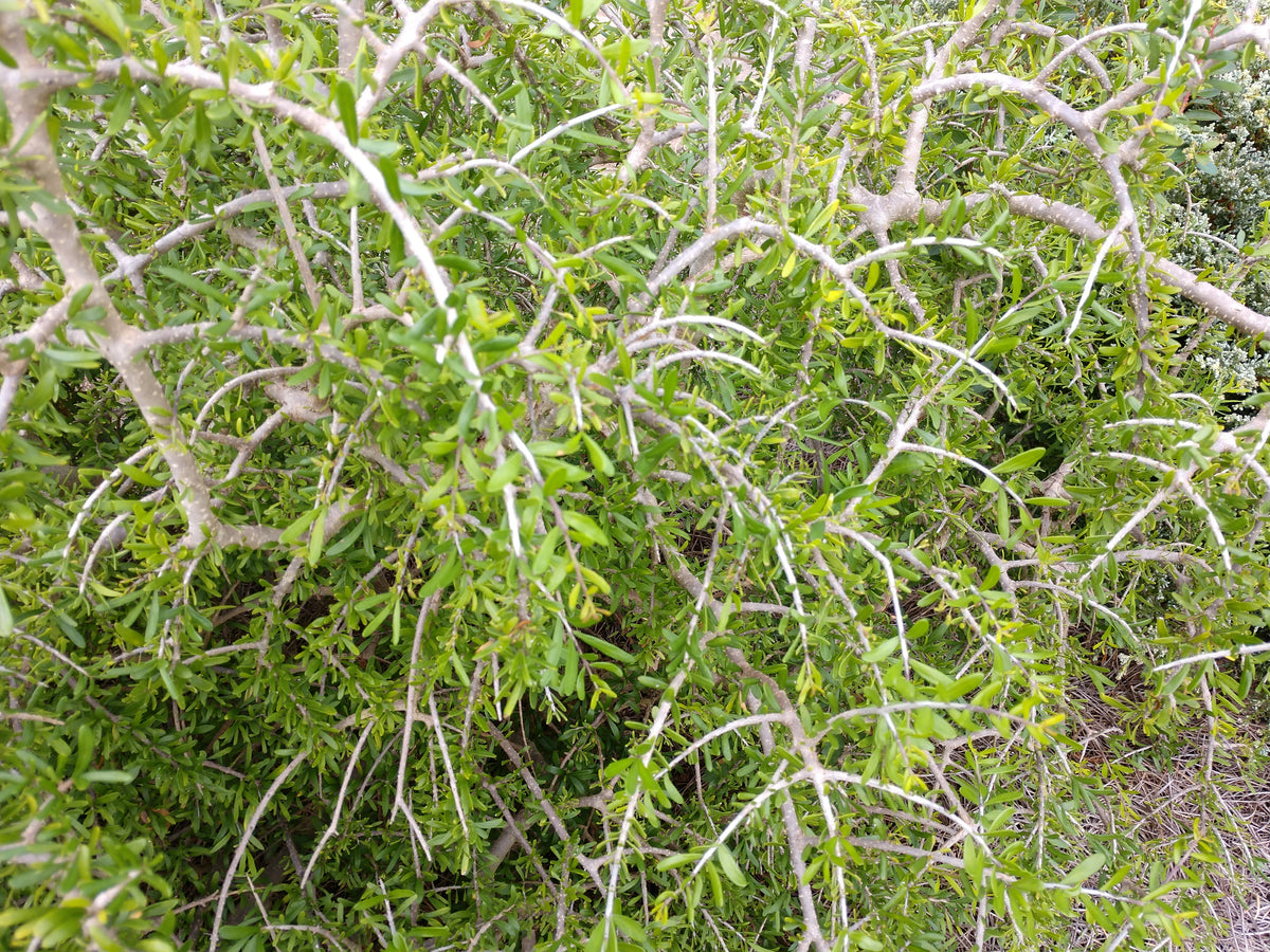 Forestiera angustifolia 'Pendula' – Nurseries Caroliniana