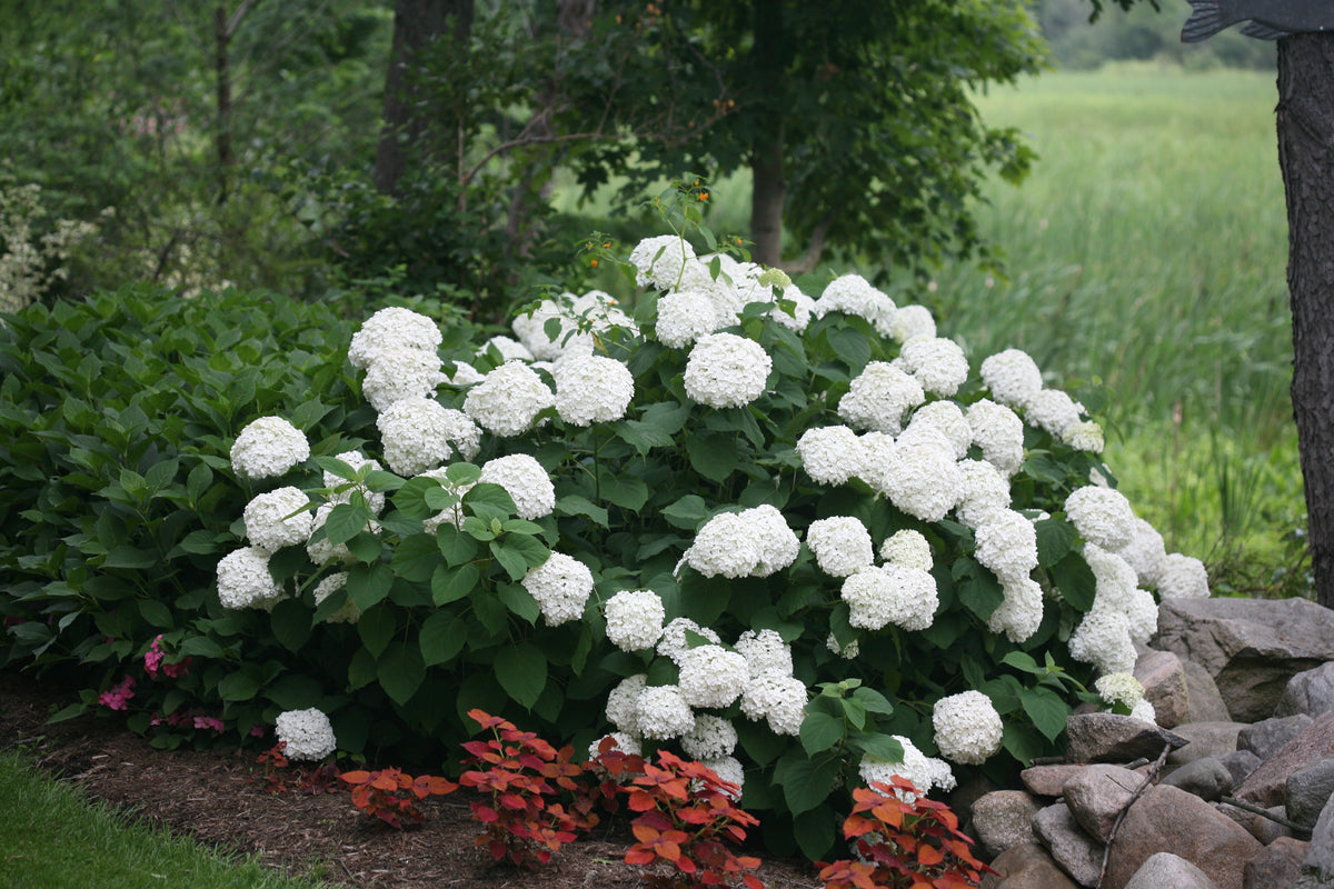 Hydrangea arborescens 'Abetwo' INCREDIBALL® PP20571 – Nurseries Caroliniana