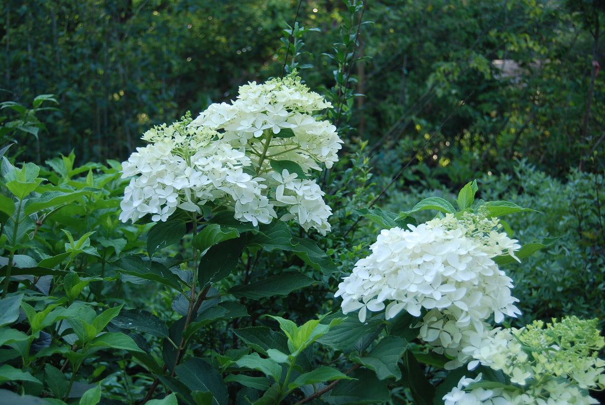 Hydrangea paniculata 'Phantom' – Nurseries Caroliniana