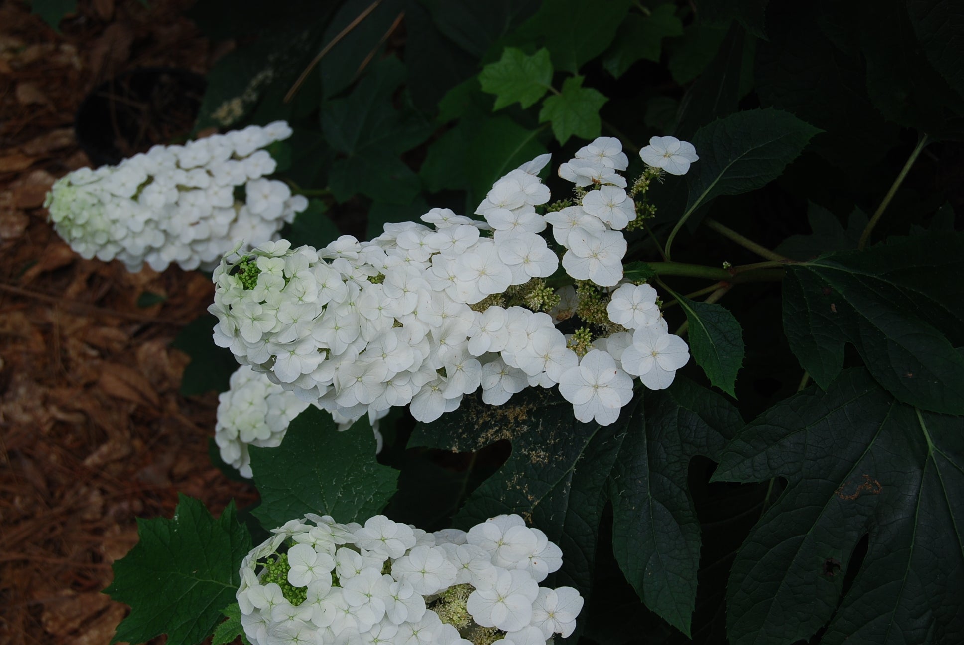 hydrangea quercus snow queen