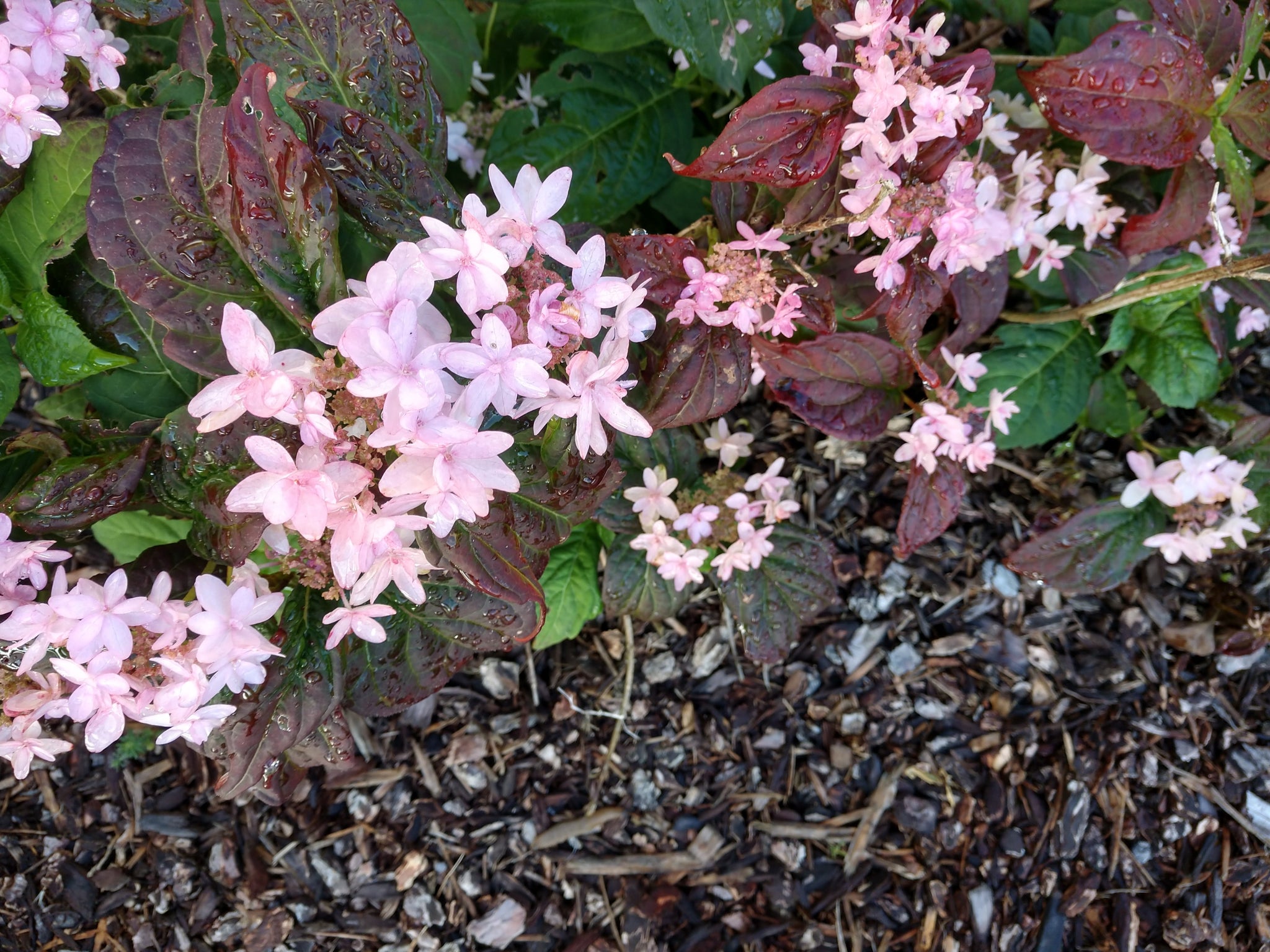 Hydrangea serrata 'Chiri-san Sue' – Nurseries Caroliniana