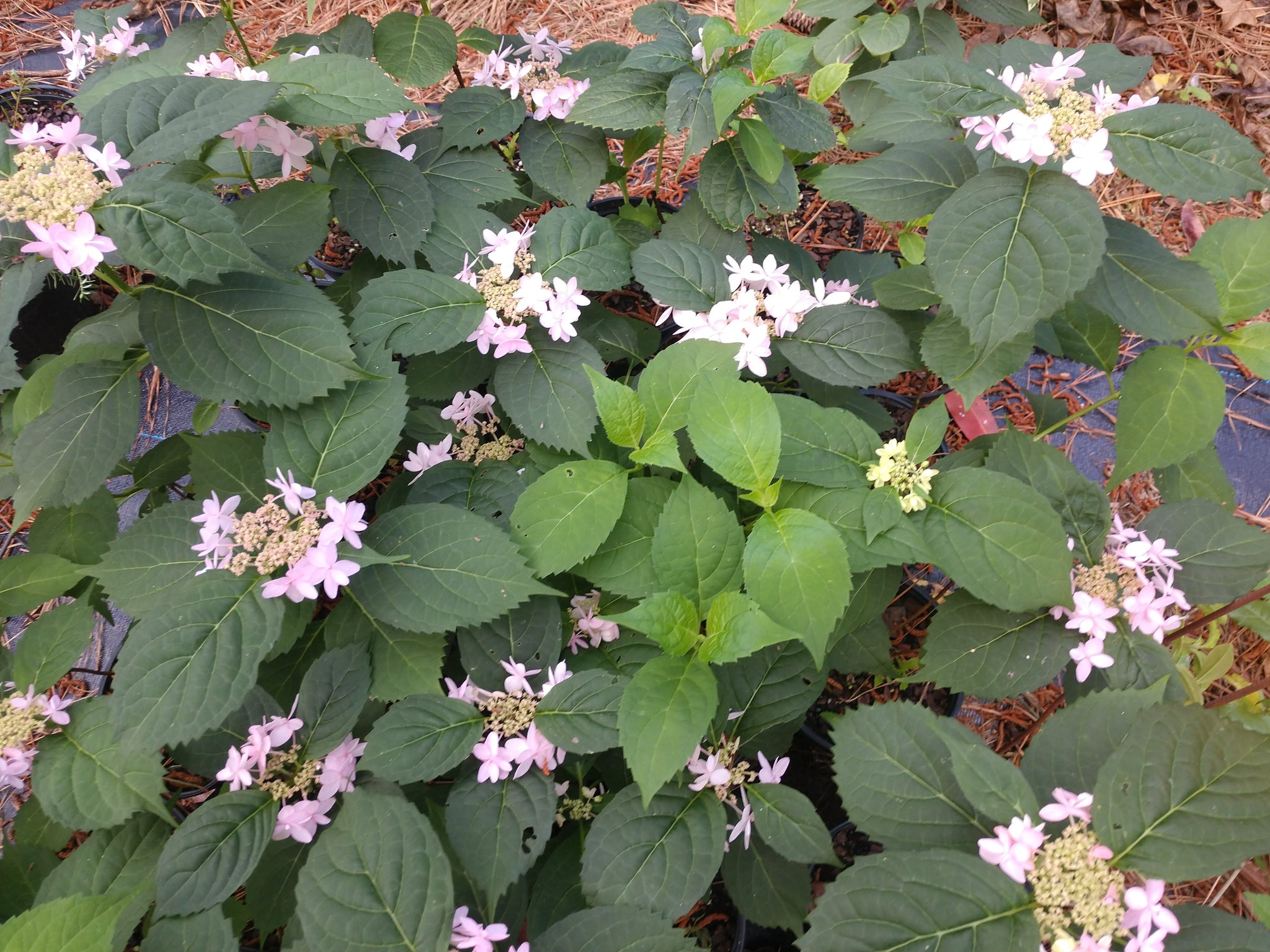 Hydrangea serrata 'Chiri-san Sue' – Nurseries Caroliniana